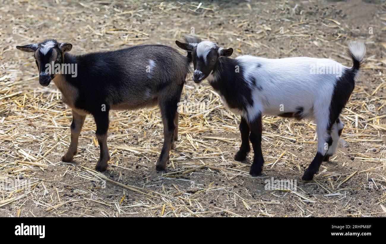 A Pair of Goat Kids Standing in an Animal Pen Stock Photo - Alamy