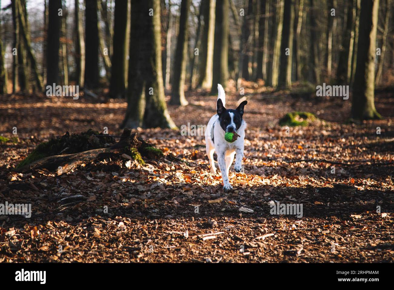 Black dog in forest greenery hi-res stock photography and images - Alamy