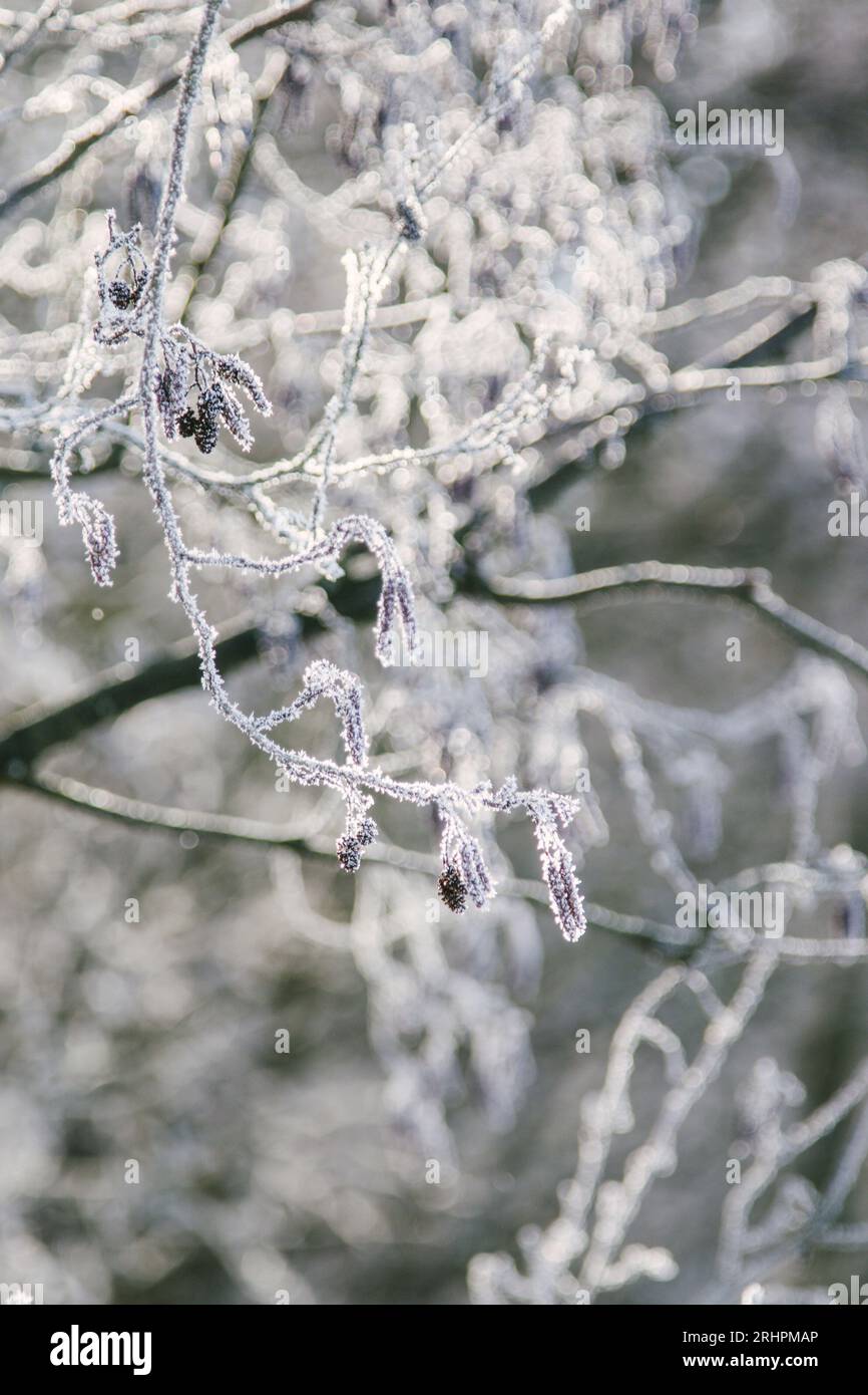 Frosty branches of hazel Stock Photo - Alamy
