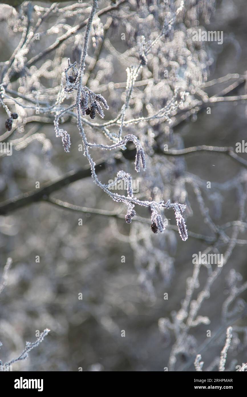 Hazel blossom hi-res stock photography and images - Alamy