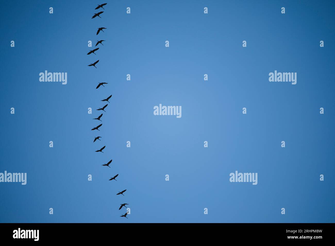 Cranes flying south Stock Photo - Alamy