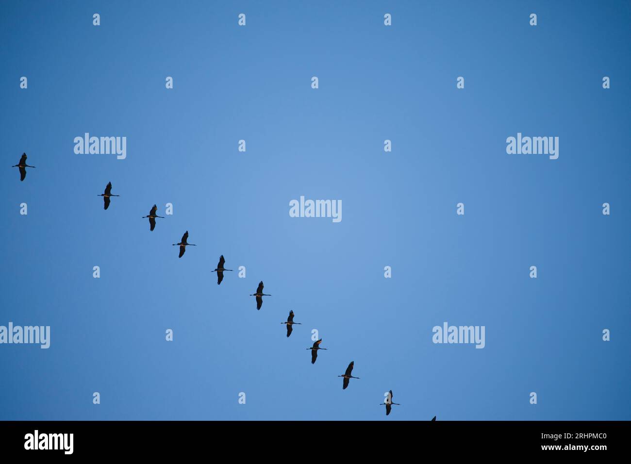 Cranes image hi-res stock photography and images - Alamy Cranes image hi-res stock photography and images - Alamy