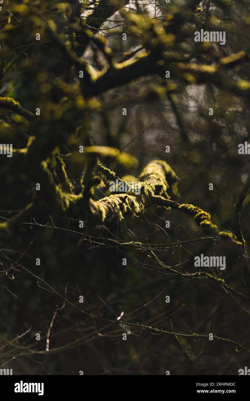 Moody moss covered forest hi-res stock photography and images - Alamy