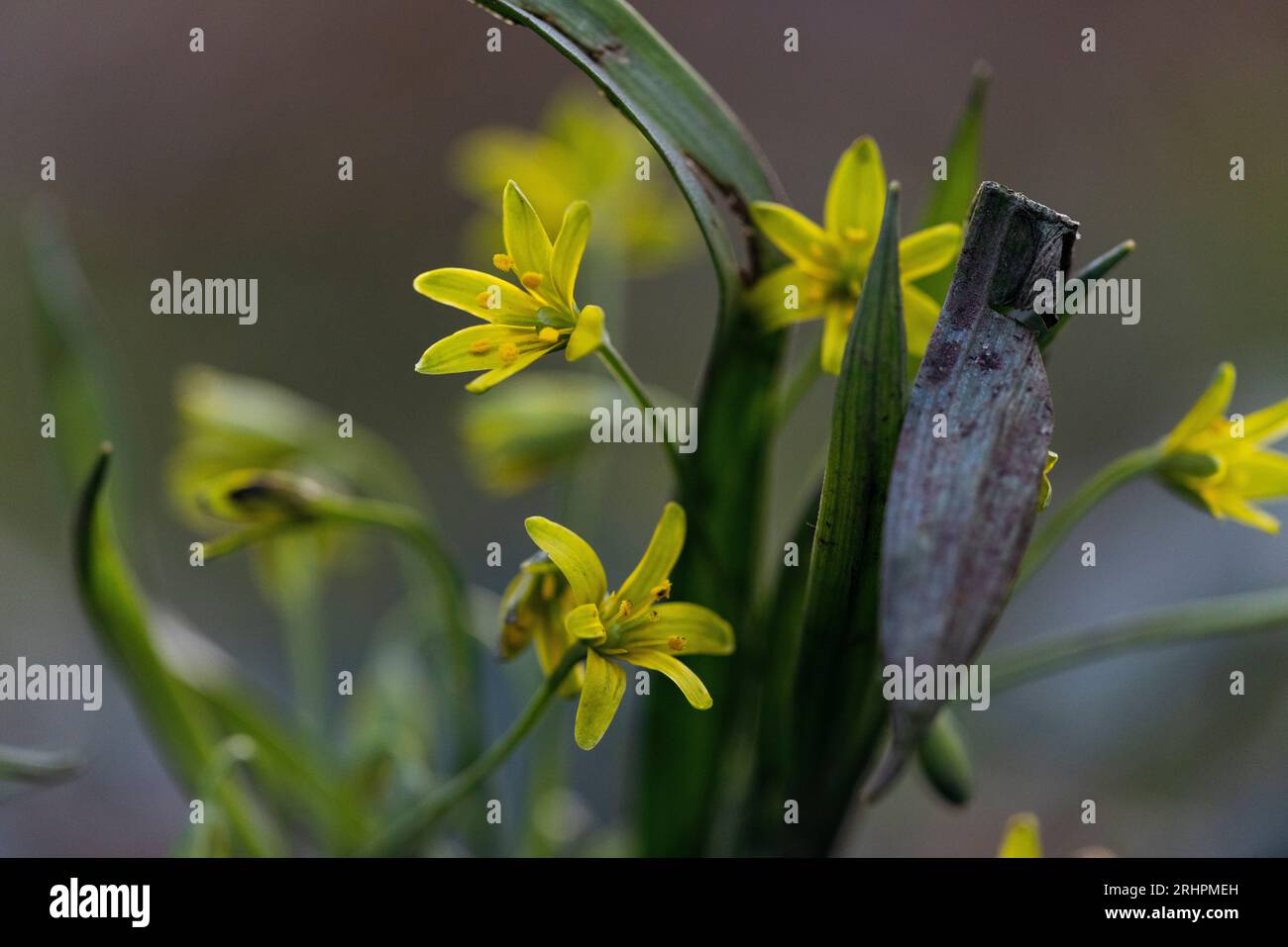 Bloom star hi-res stock photography and images - Alamy