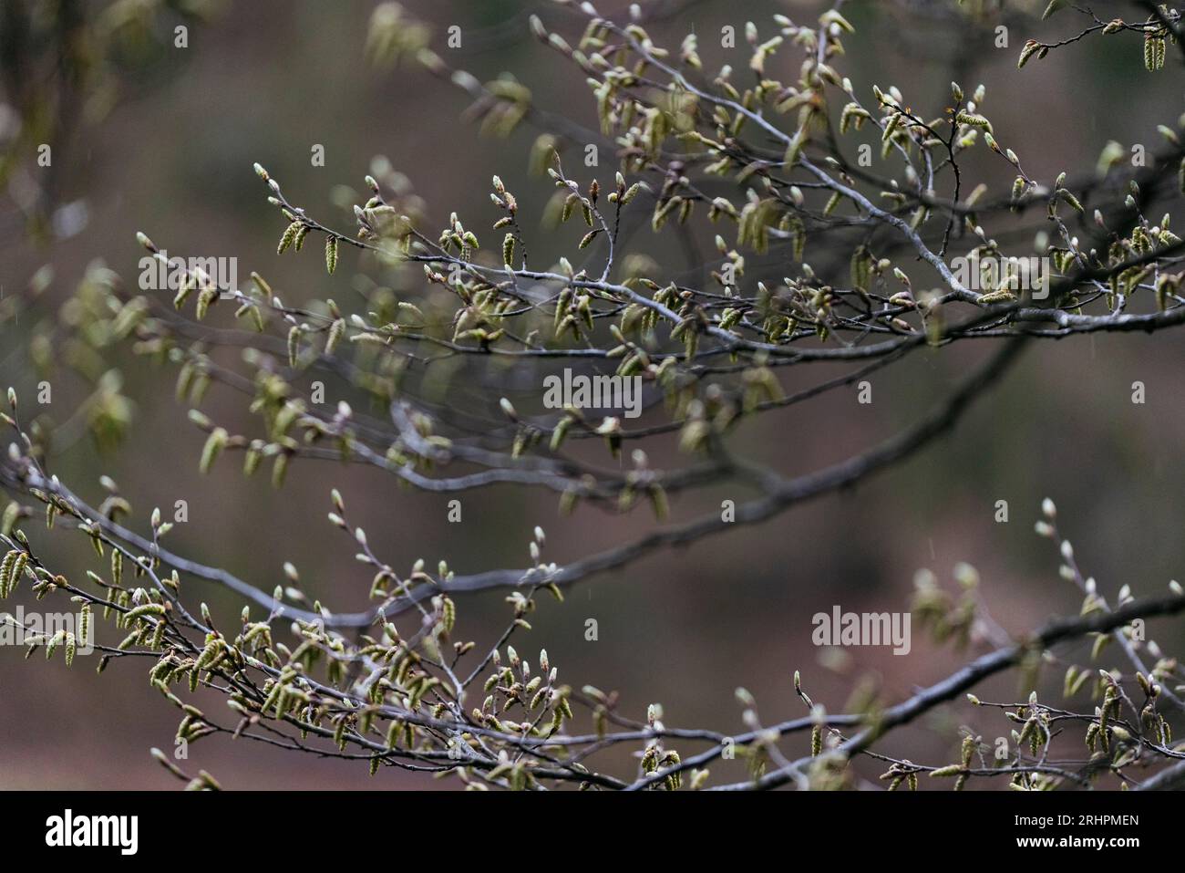 Branches of alder hi-res stock photography and images - Alamy