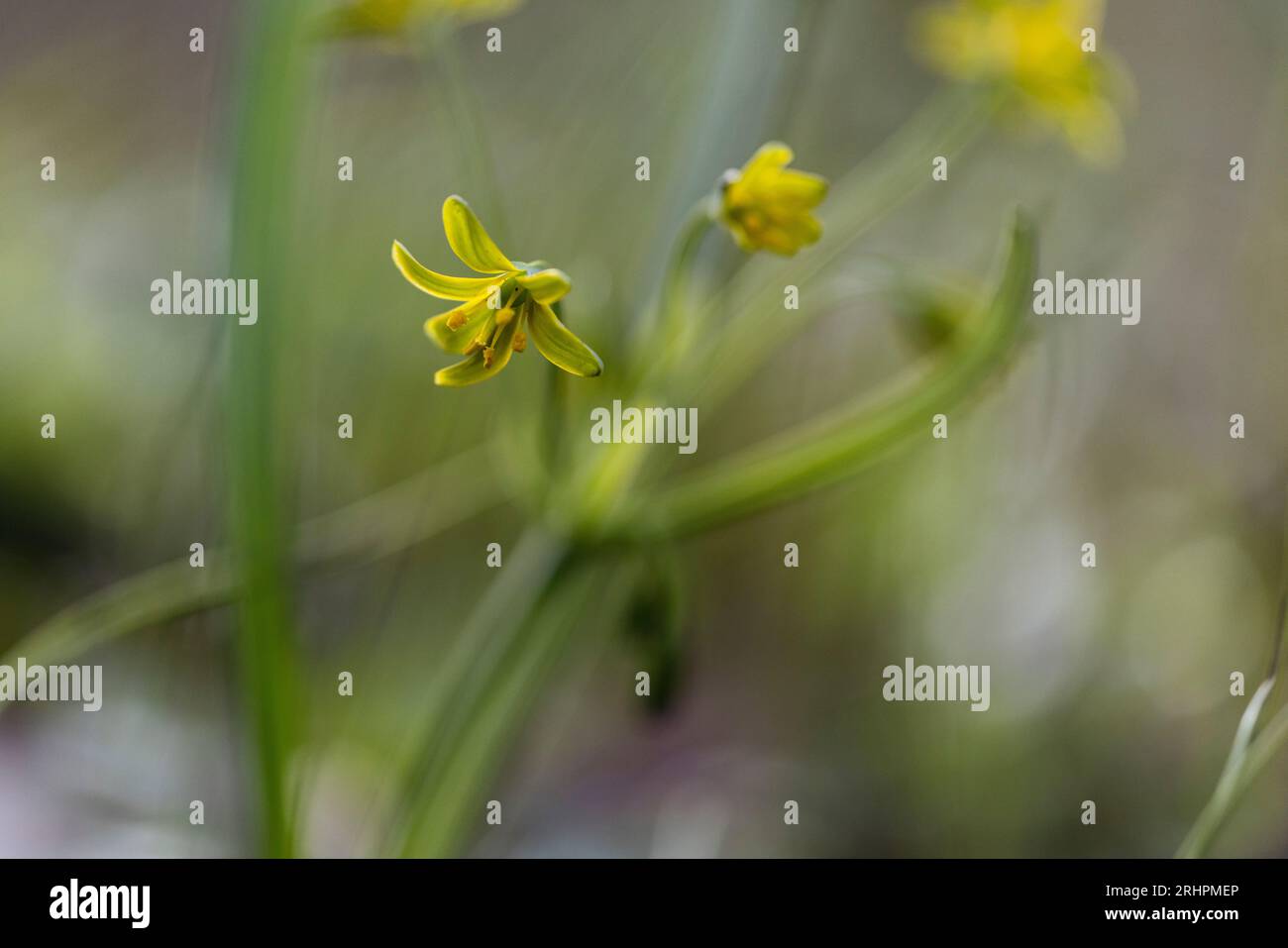 Forest Yellow Star Stock Photo - Alamy
