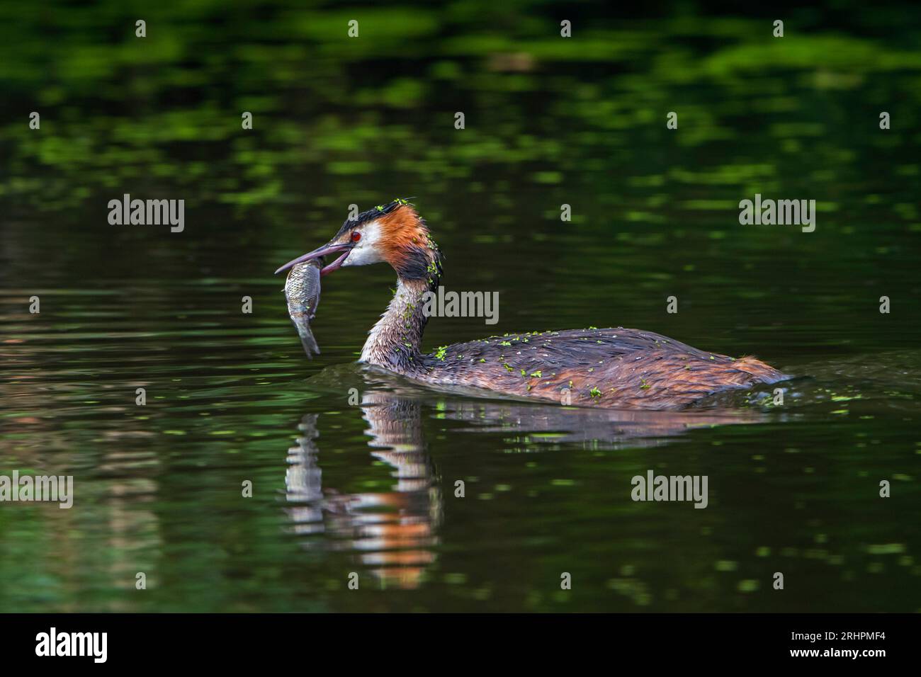 Crested grebes france hi-res stock photography and images - Alamy