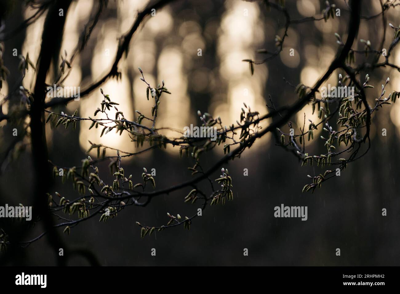 Branches of alder hi-res stock photography and images - Alamy