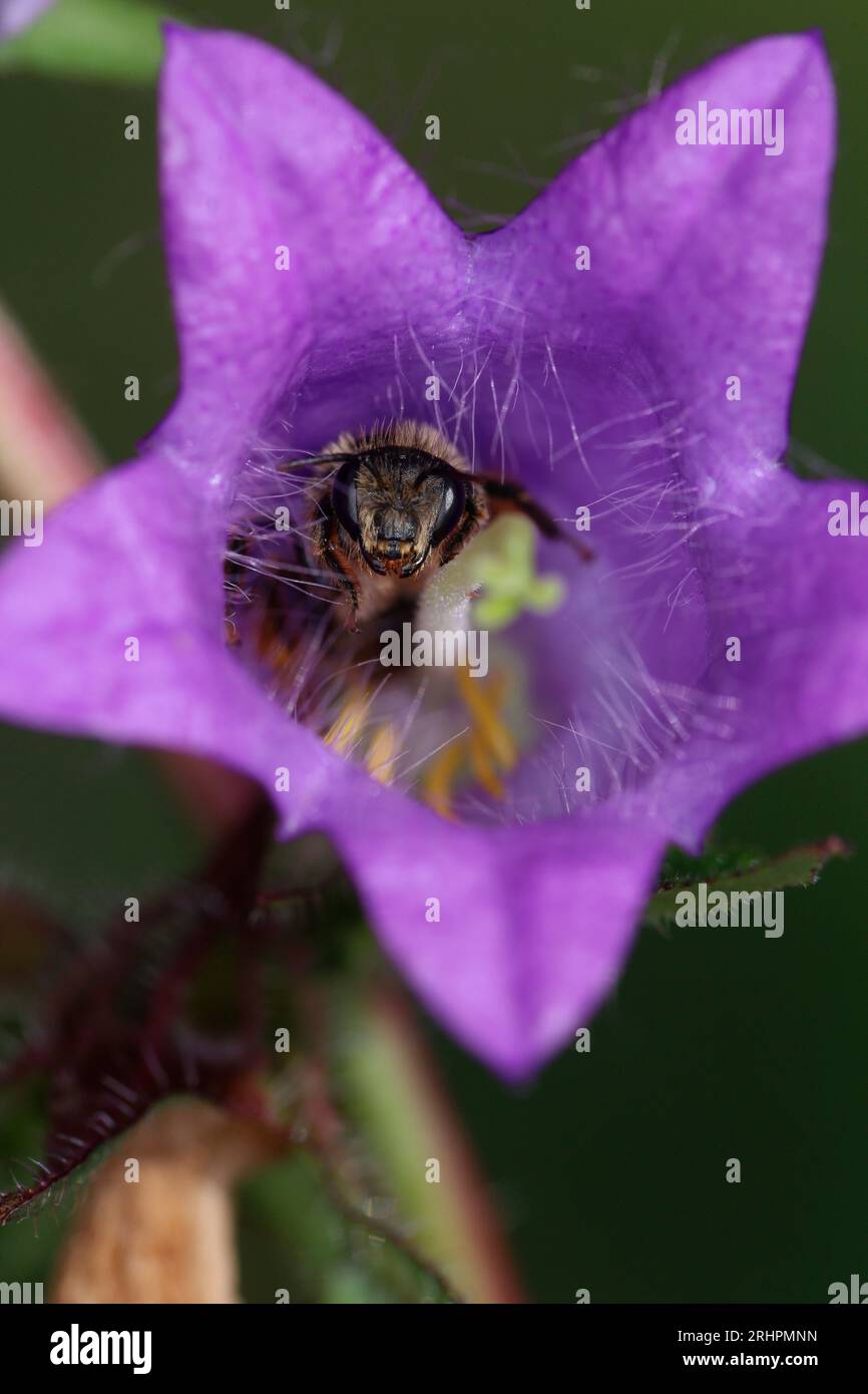 A female of the bellflower Melitta bee (Melitta haemorrhoidalis) in the ...