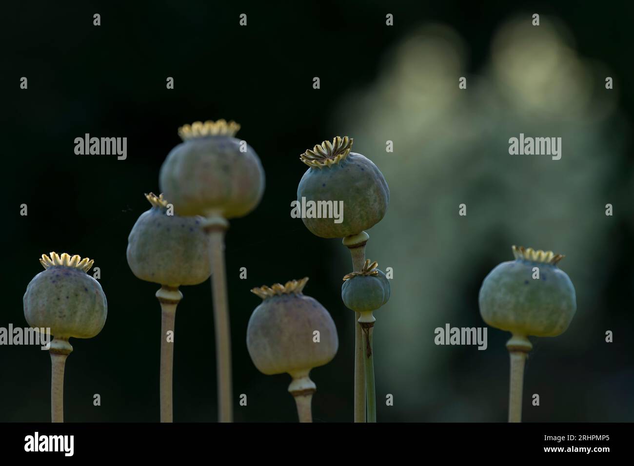 Ornamental poppy (Papaver) seed pods, morning light, Germany Stock ...