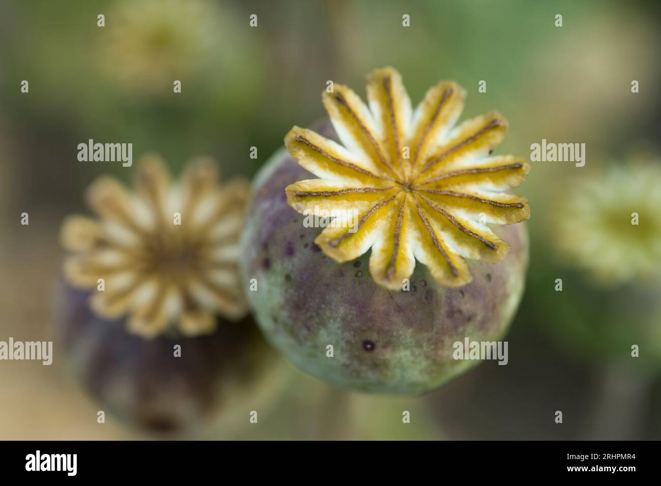 Ornamental poppy (Papaver) seed pods, top view, Germany Stock Photo - Alamy