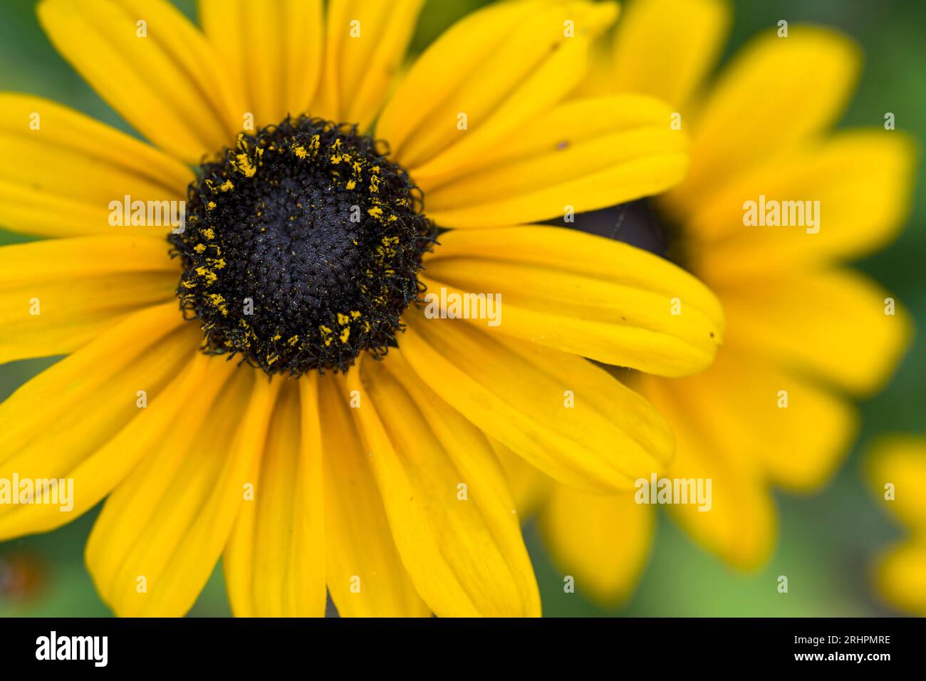 bright yellow flower of coneflower (Rudbeckia), Germany Stock Photo - Alamy
