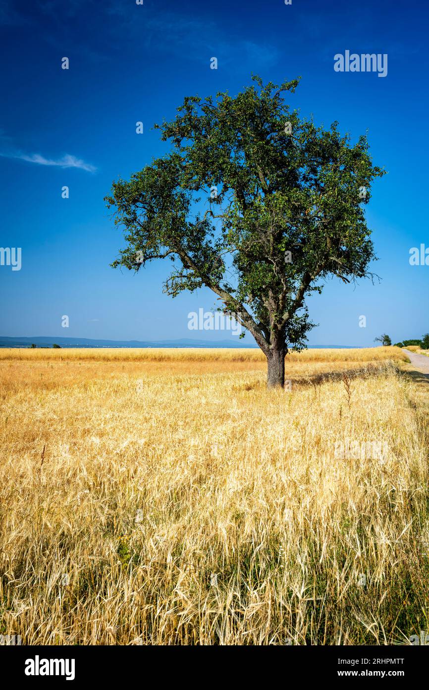 Tree by the roadside in a barley field, the barley is ready for ...