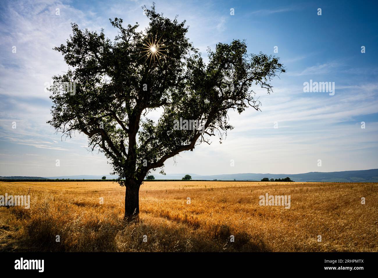 Tree by the roadside in a barley field, the barley is ready for ...