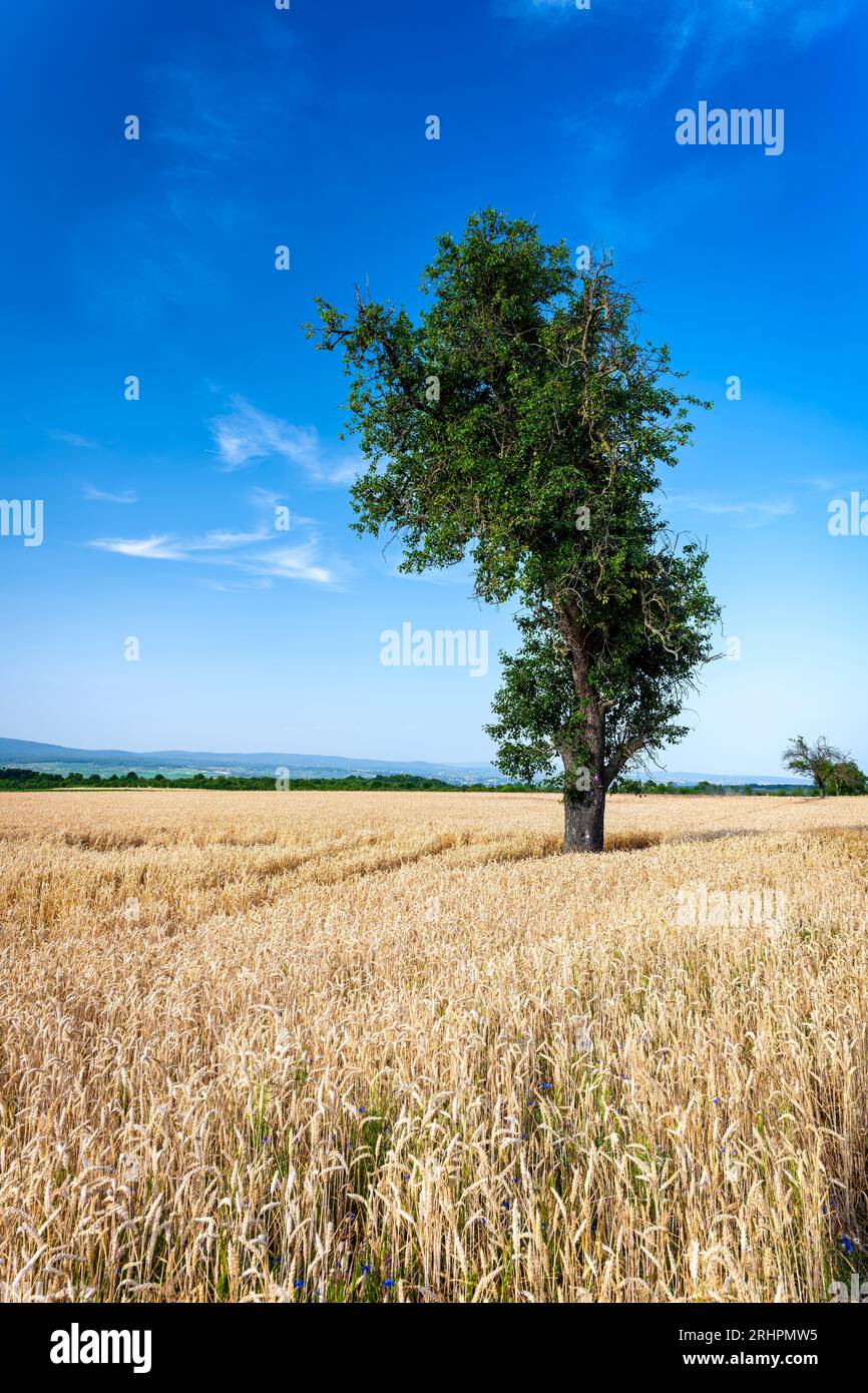 Tree by the roadside in a wheat field, the wheat is ready for harvest ...