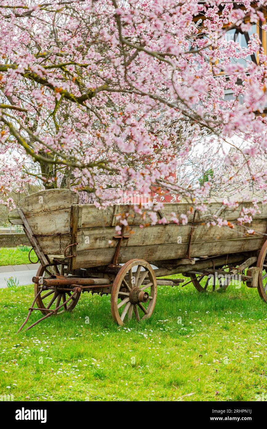 Pink almond tree, wooden cart Stock Photo - Alamy