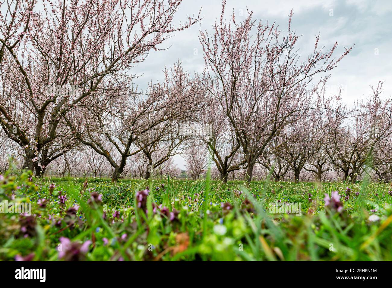 Pink flowering almond tree plantation Stock Photo - Alamy