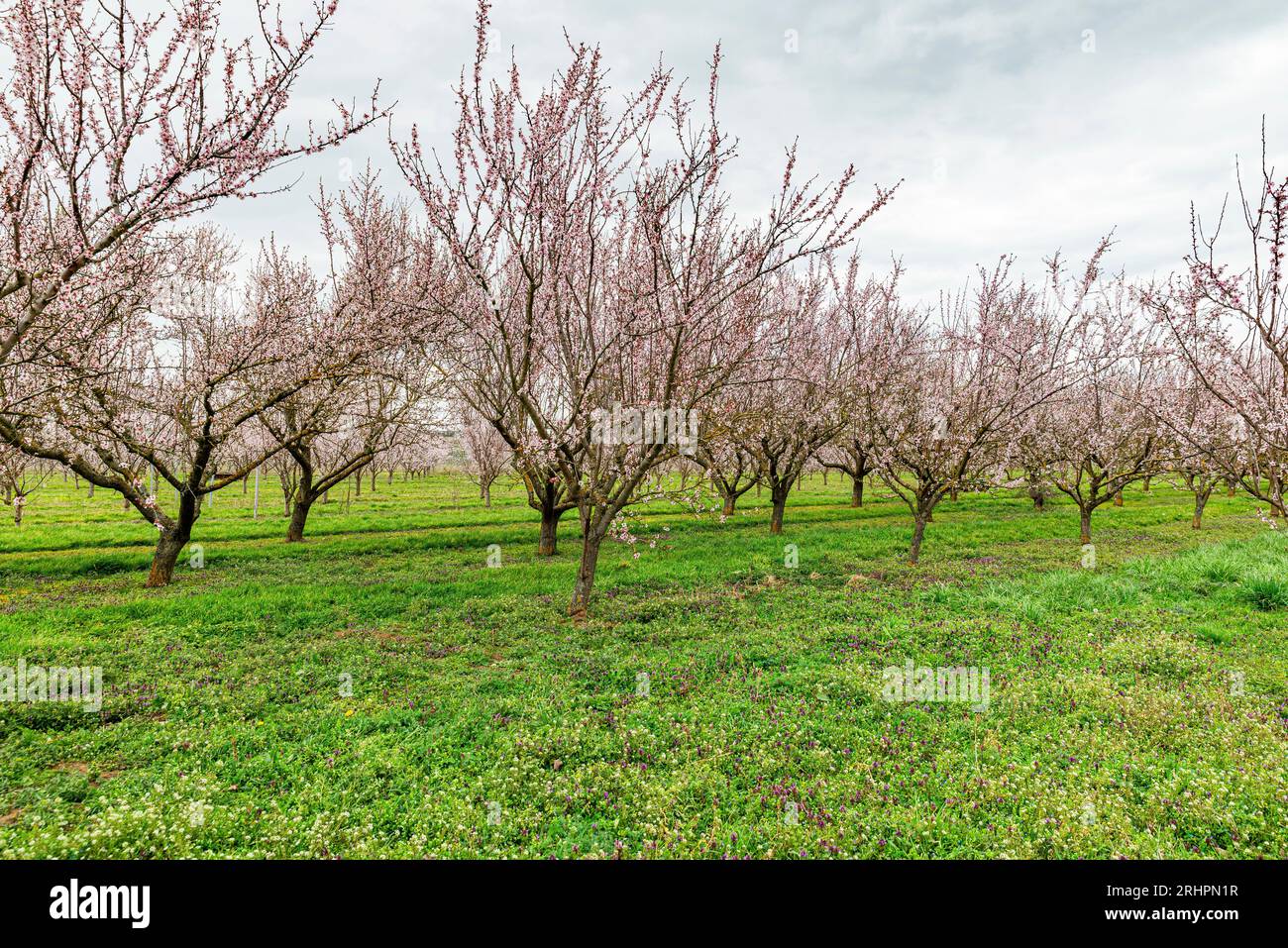 Pink flowering almond tree plantation Stock Photo - Alamy