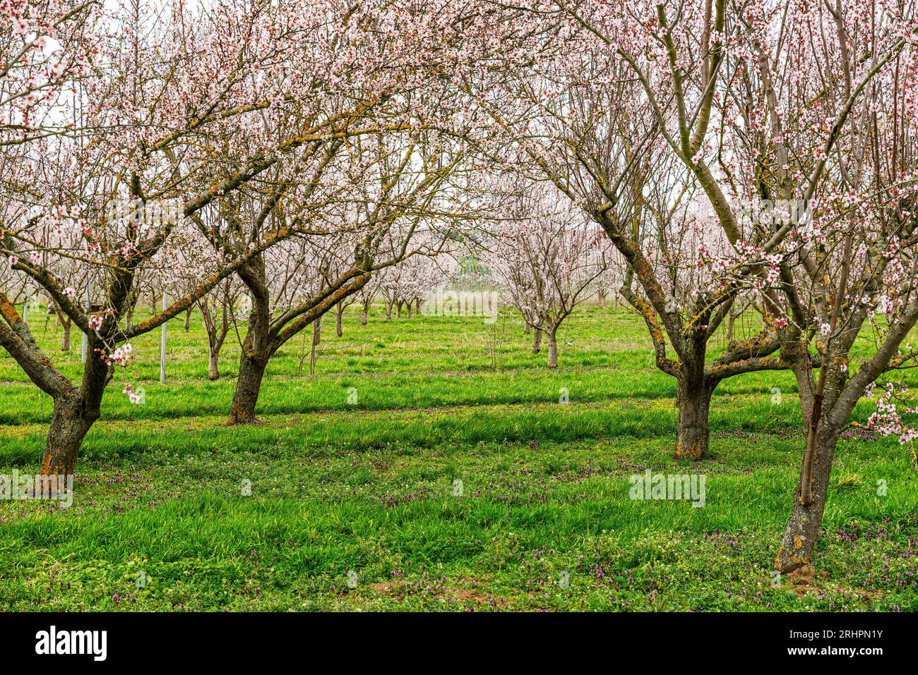 Pink flowering almond tree plantation Stock Photo - Alamy