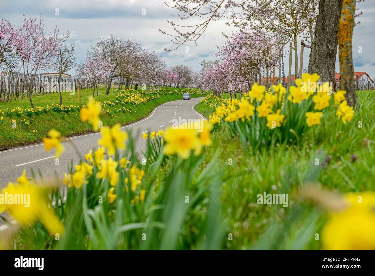 Federal road with an almond tree avenue a camper and daffodils Stock ...
