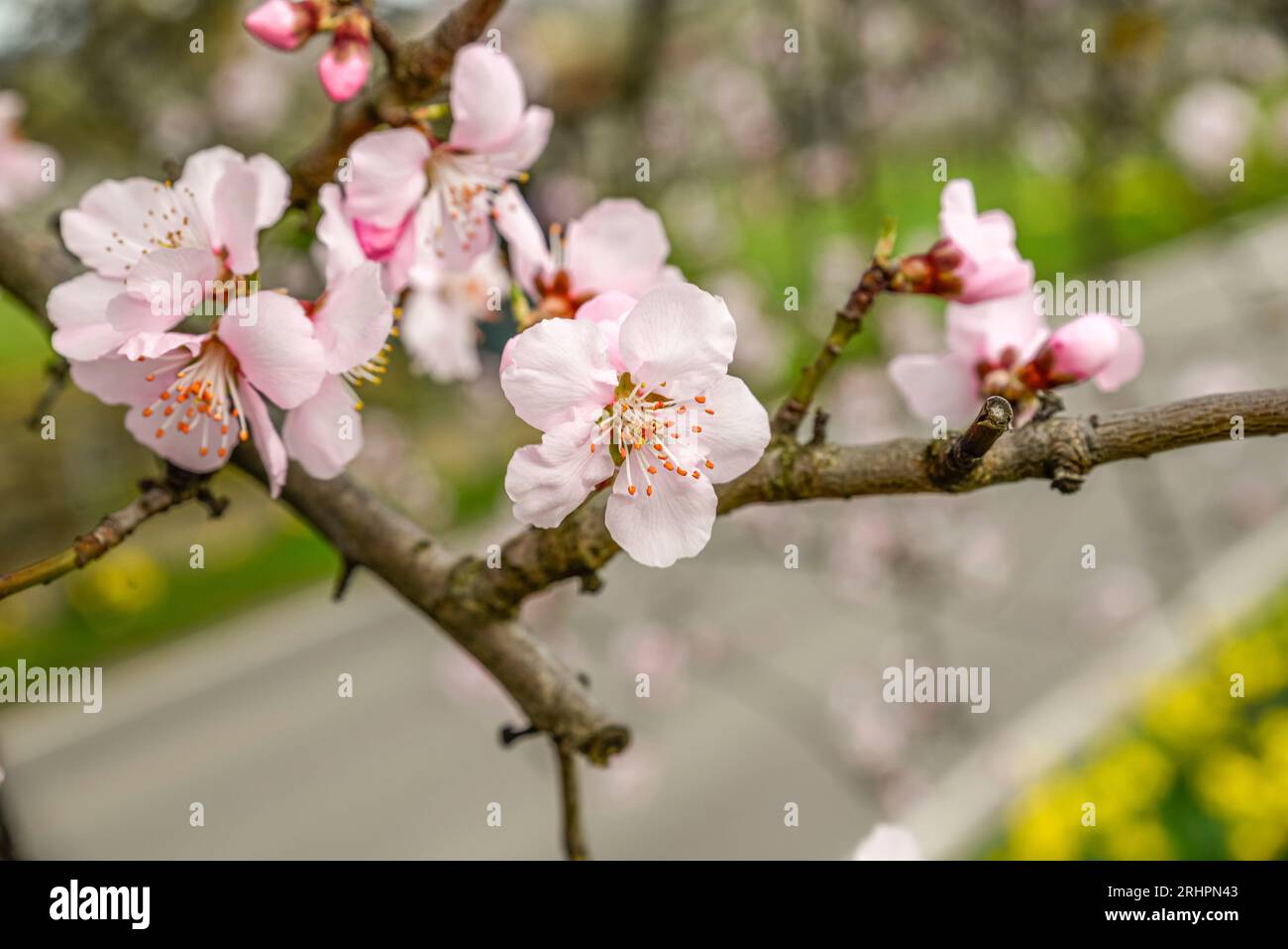 Almond blossom, detail Stock Photo - Alamy