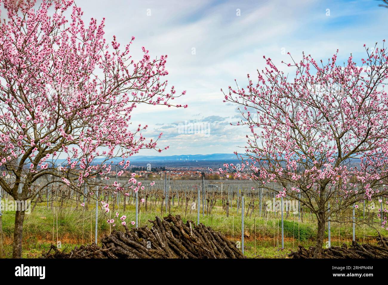 Two almond trees with view Stock Photo - Alamy