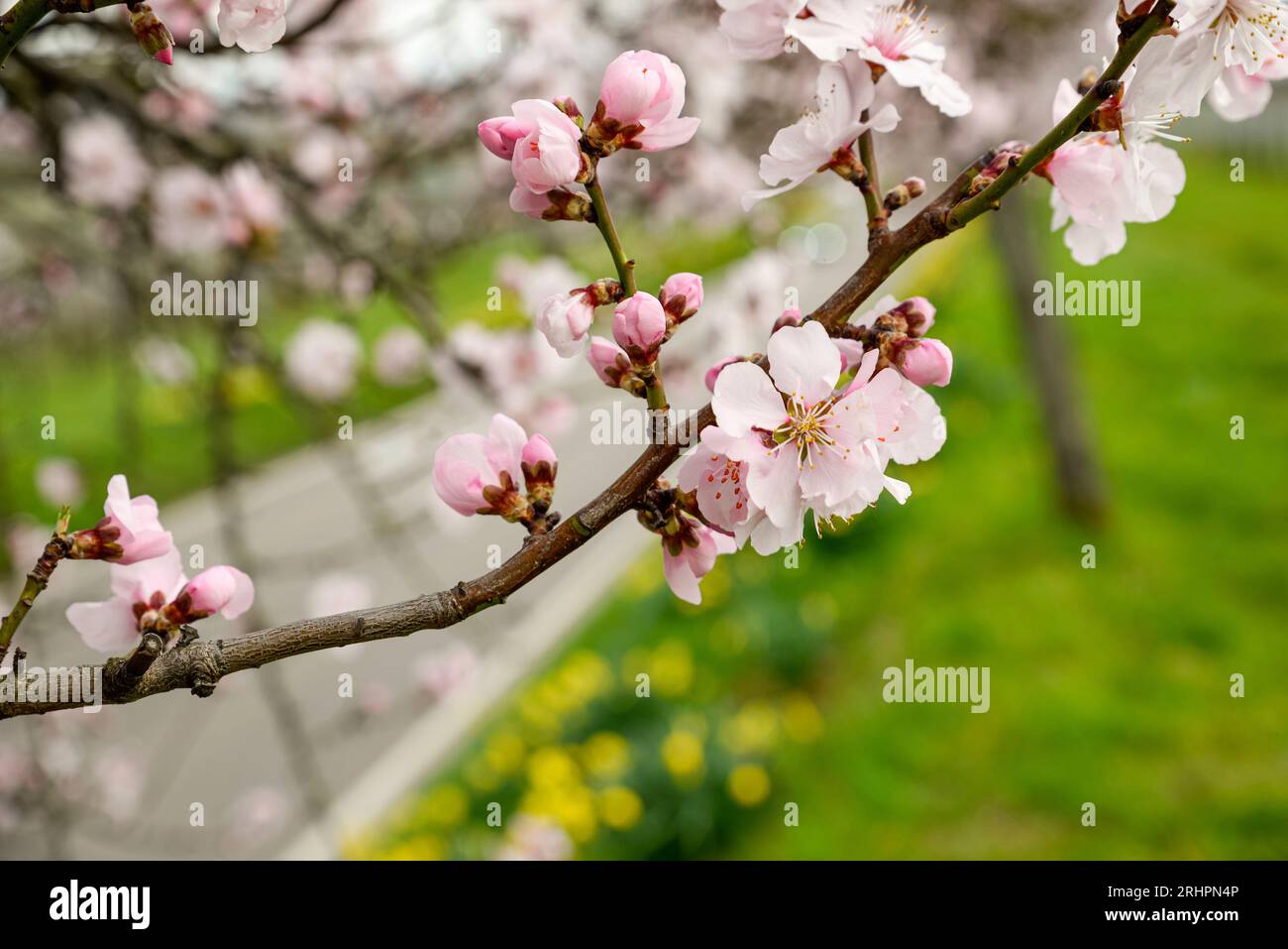 Almond tree in foreground Stock Photo - Alamy