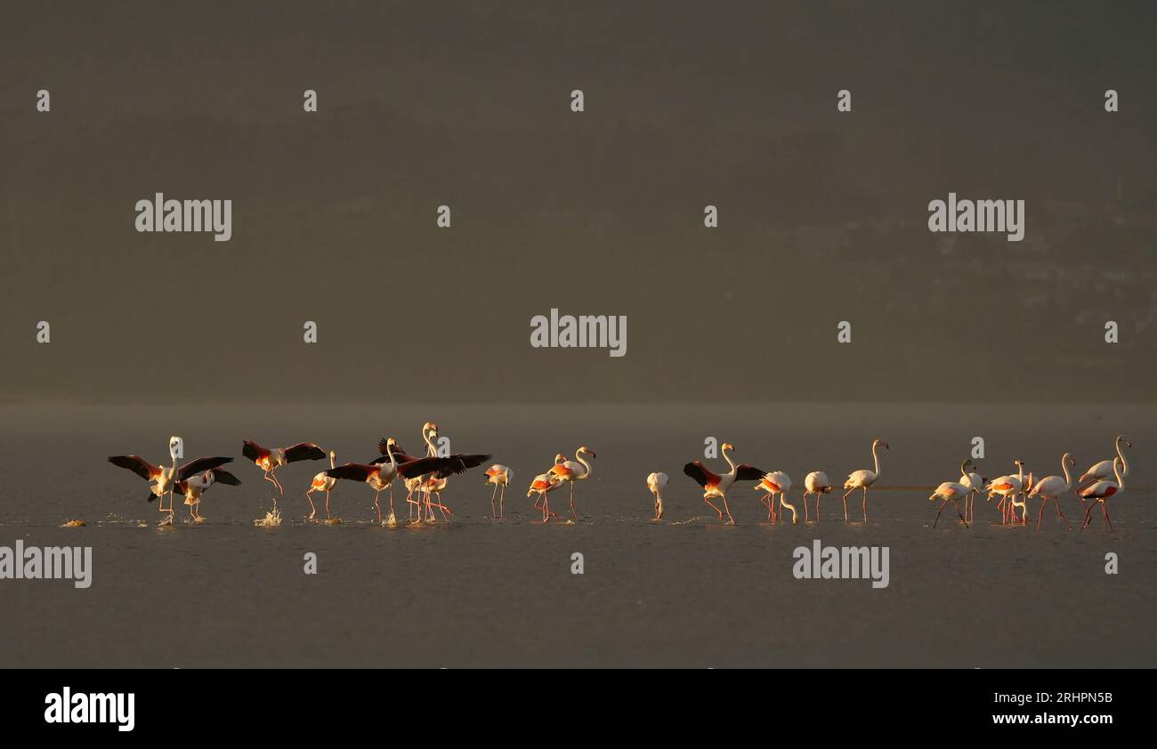 Wetland with flamingos hi-res stock photography and images - Alamy