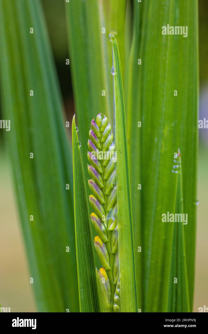 Montbretia - Crocosmia lucifer (firey stars), closed flowers of garden ...