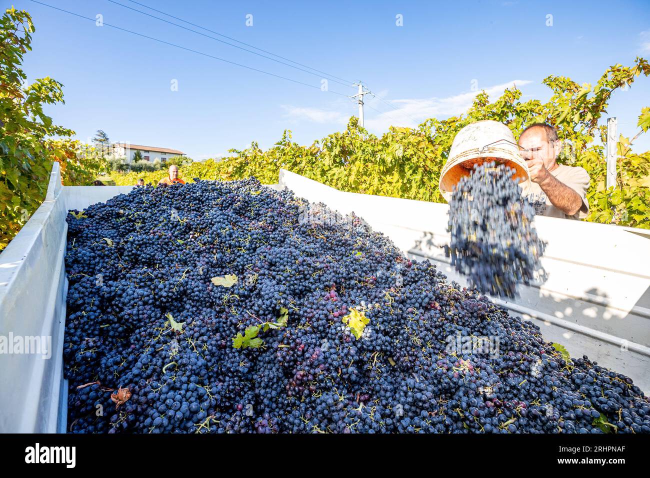 Italy - Grape Harvest Stock Photo - Alamy