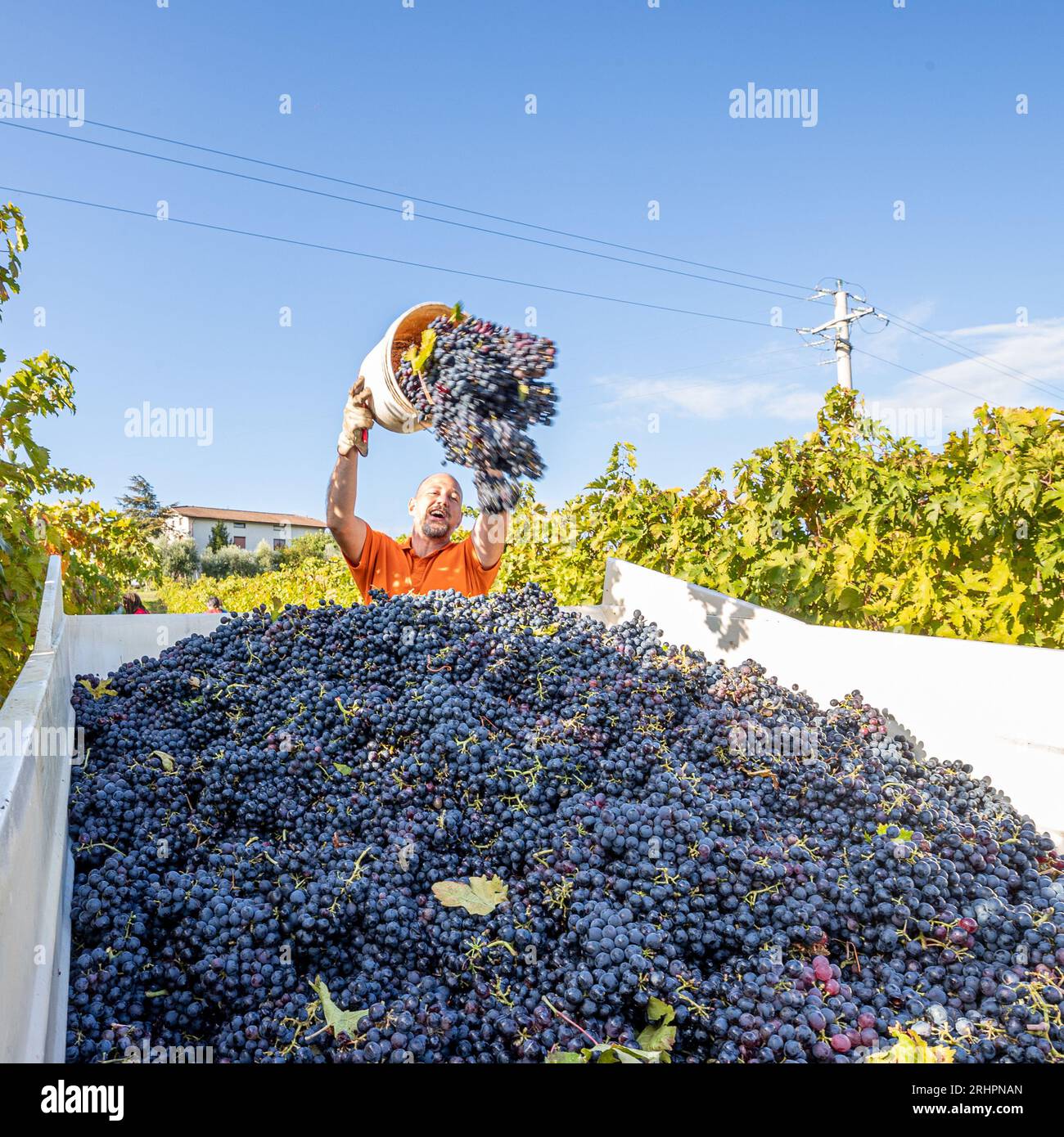 Italy - Grape Harvest Stock Photo - Alamy