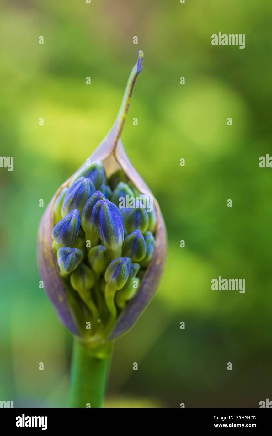 Ornamental leek bud, close up Stock Photo - Alamy