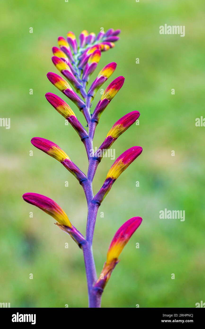Montbretia - Crocosmia lucifer (firey stars), closed flowers of garden ...