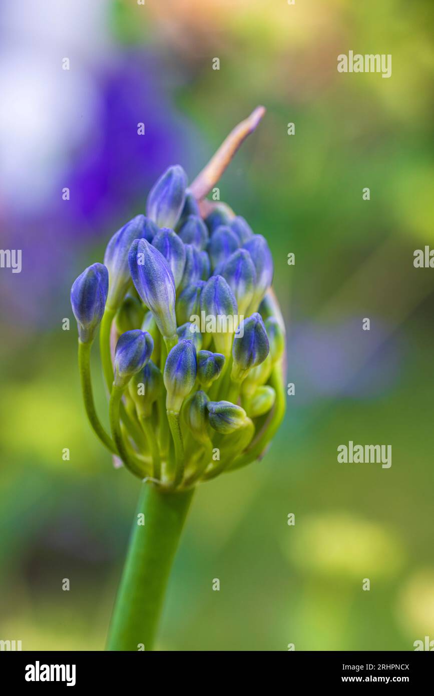 Ornamental garlic inflorescence hi-res stock photography and images - Alamy