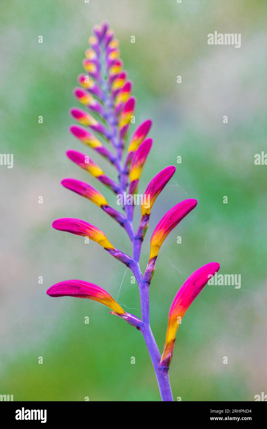 Montbretia - Crocosmia lucifer (firey stars), closed flowers of garden ...