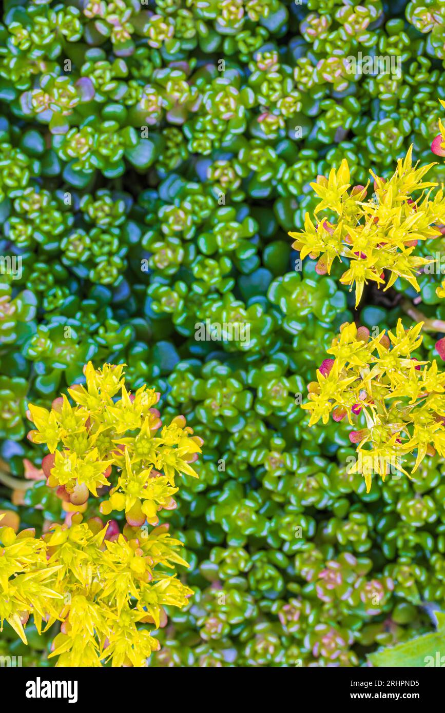 Succulent, Sempervivum minutum, stones, rock garden, wallpaper Stock ...