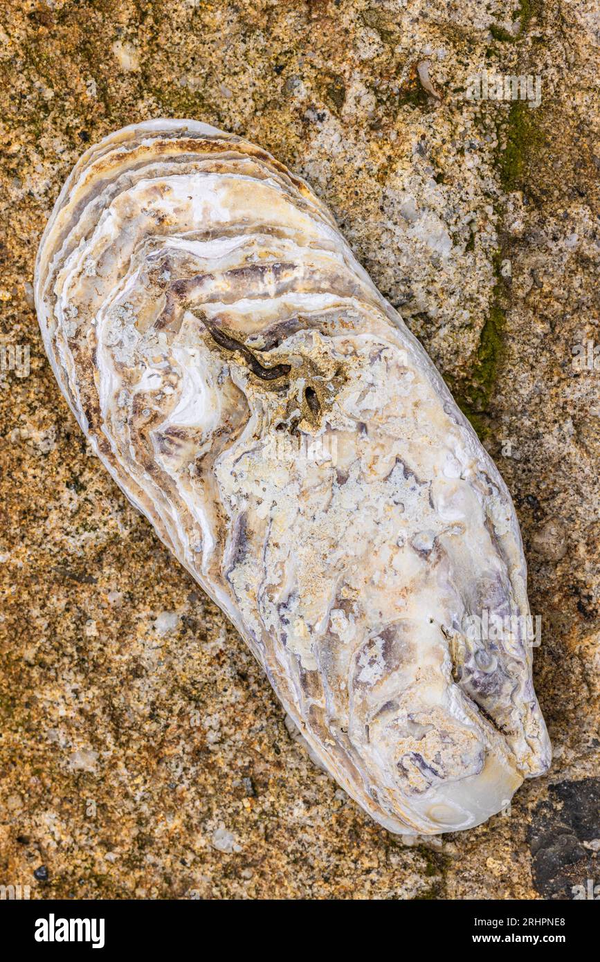Pacific oyster, close up, still life Stock Photo - Alamy