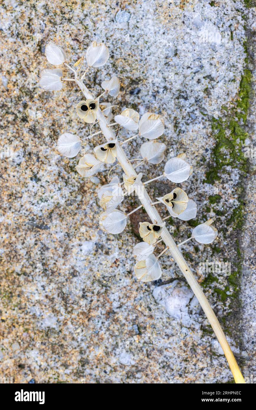 Dried flowers, grape hyacinth on stone background, still life Stock ...