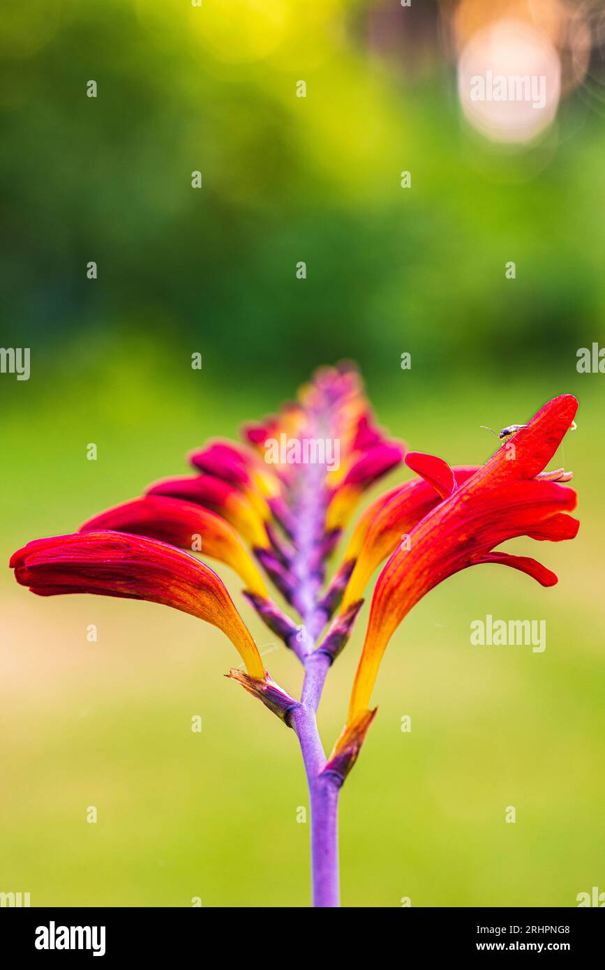Montbretia - Crocosmia lucifer (firey stars), closed flowers of garden ...
