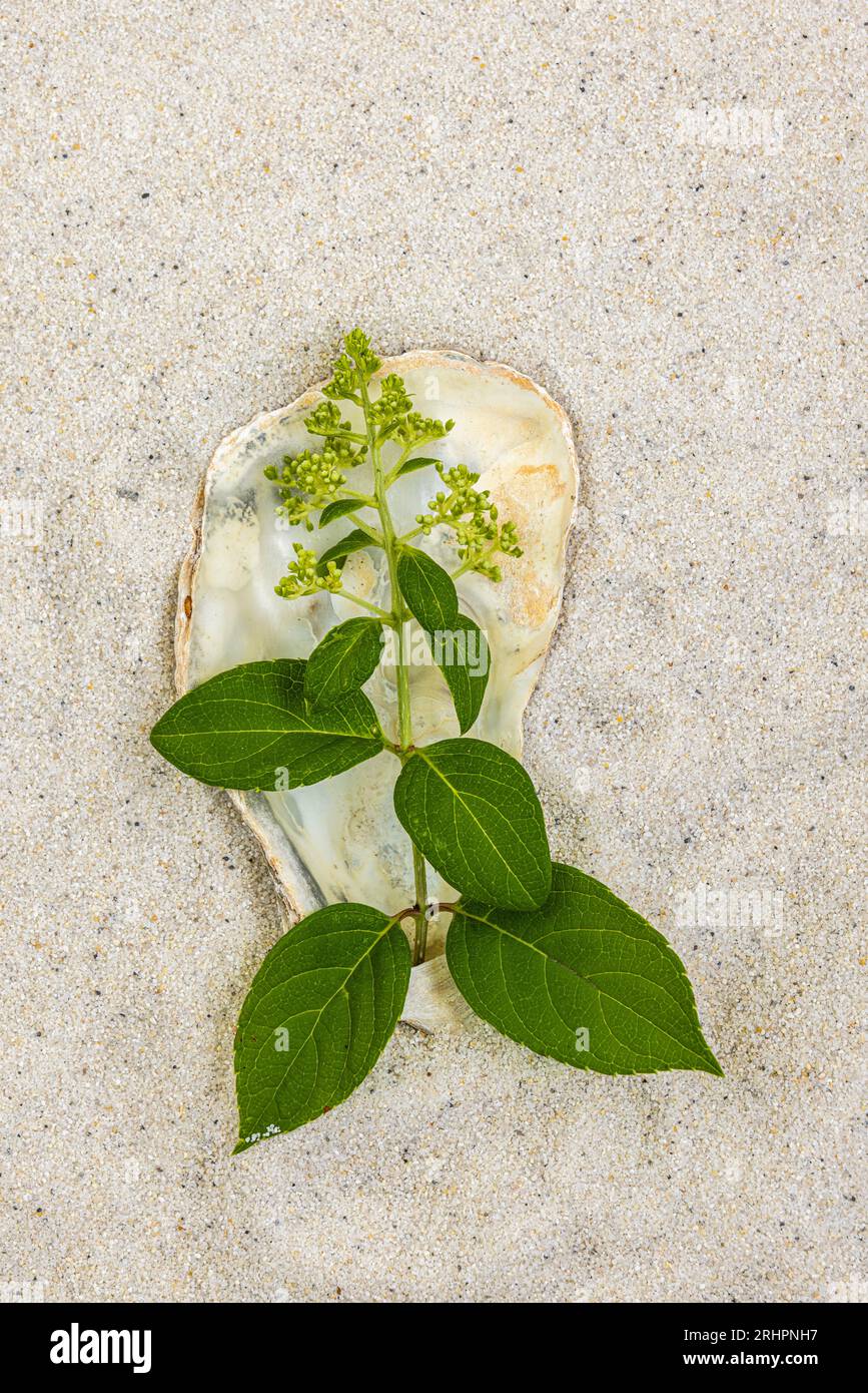 Hydrangea flower, shell, flotsam and jetsam, still life Stock Photo - Alamy