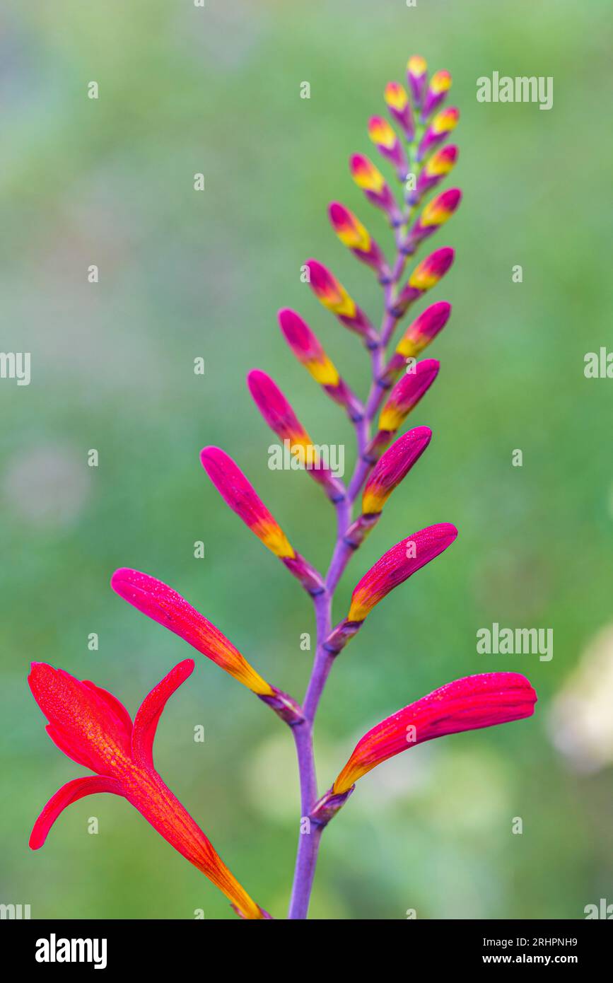 Montbretia - Crocosmia lucifer (firey stars), closed flowers of garden ...