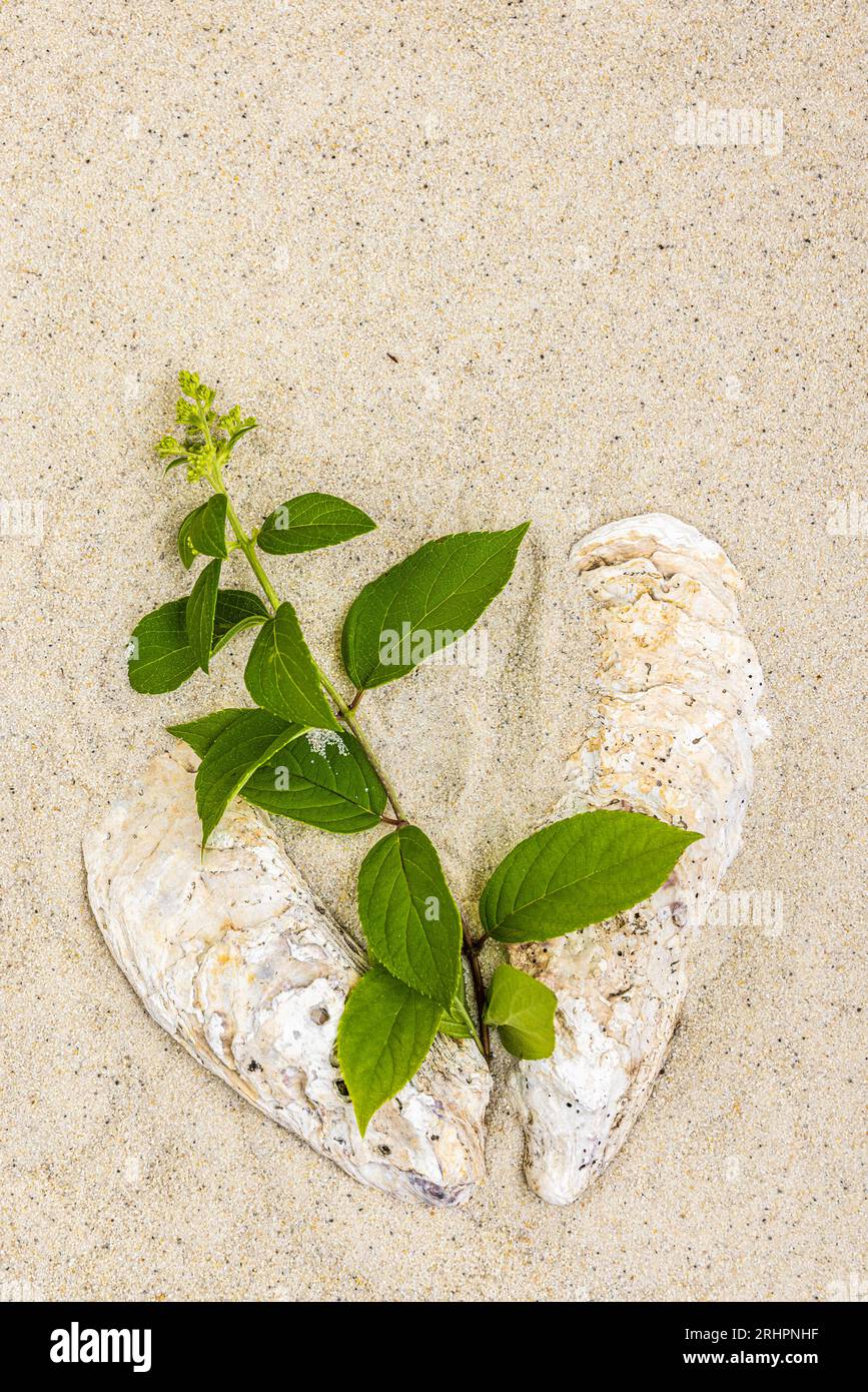 Hydrangea flower, shell, flotsam and jetsam, still life Stock Photo - Alamy
