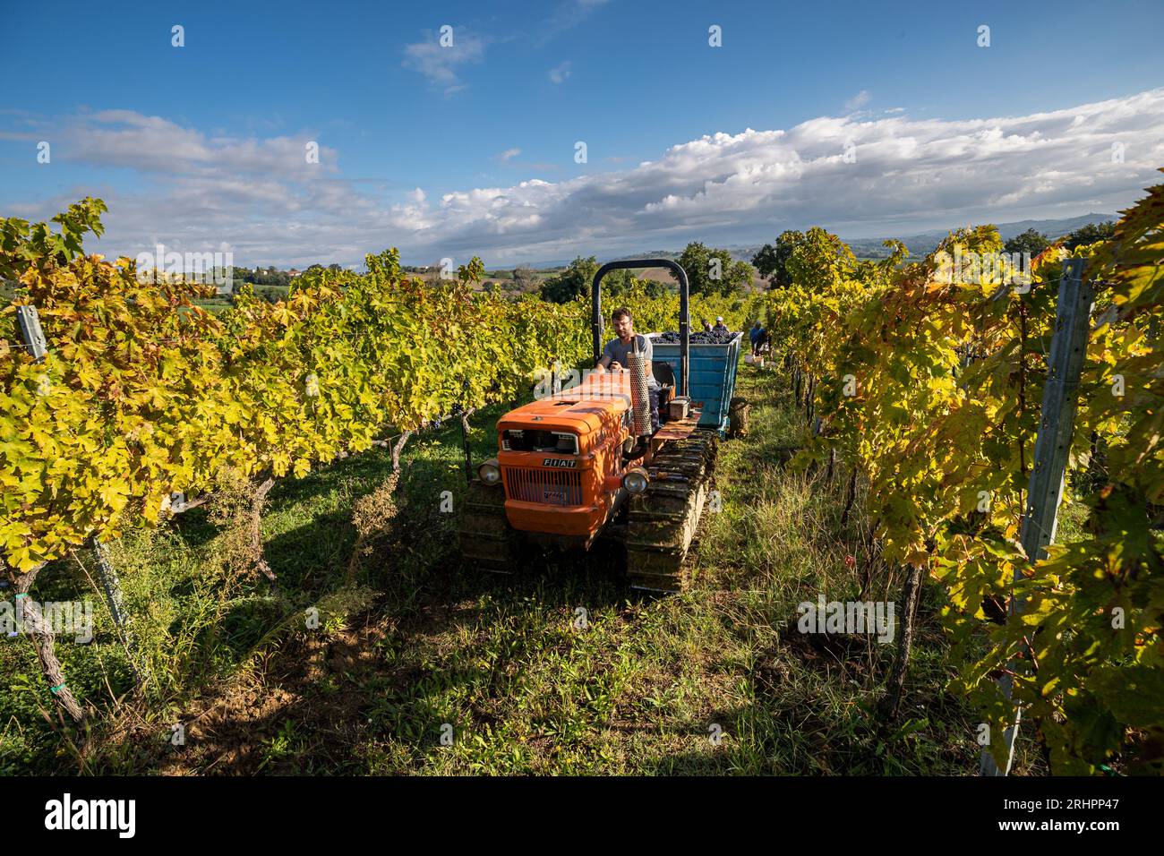 Italy - Grape Harvest Stock Photo - Alamy