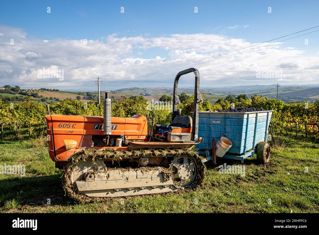 Italy - Grape Harvest Stock Photo - Alamy