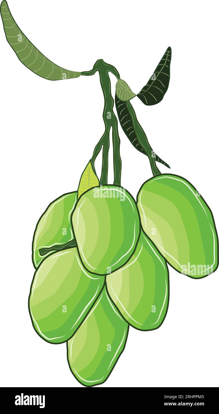 Mango bouquet Stock Vector Images - Alamy