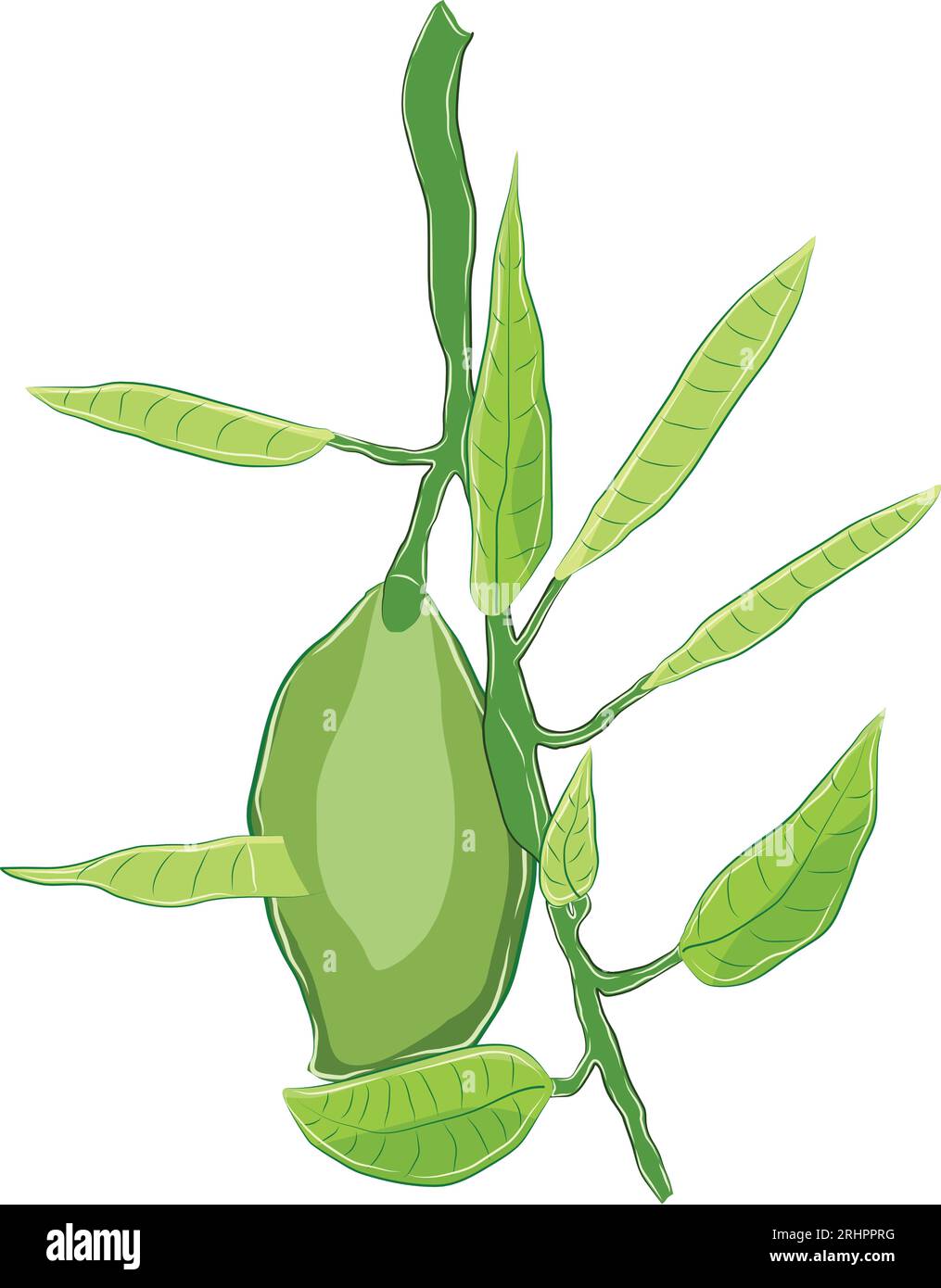 The green mango fruit rests on the branches of the mango tree Stock ...