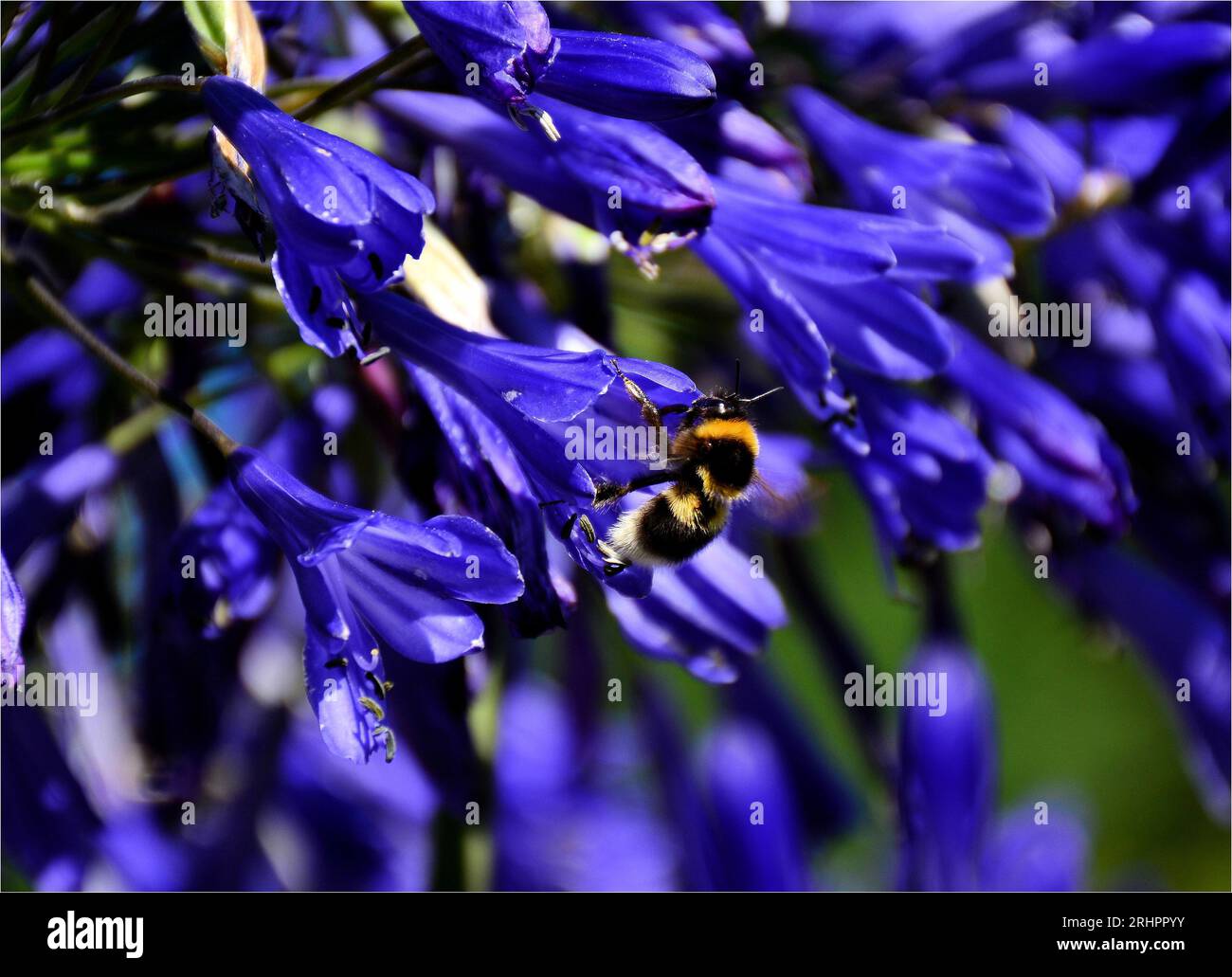 Buzz the bee hi-res stock photography and images - Alamy