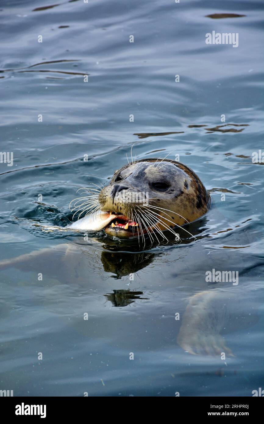 Leather seals hi-res stock photography and images - Alamy