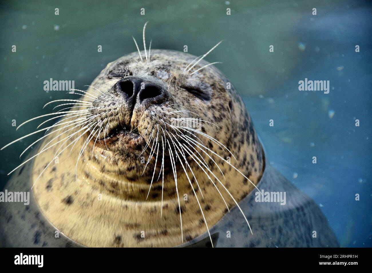 Leather seals hi-res stock photography and images - Alamy