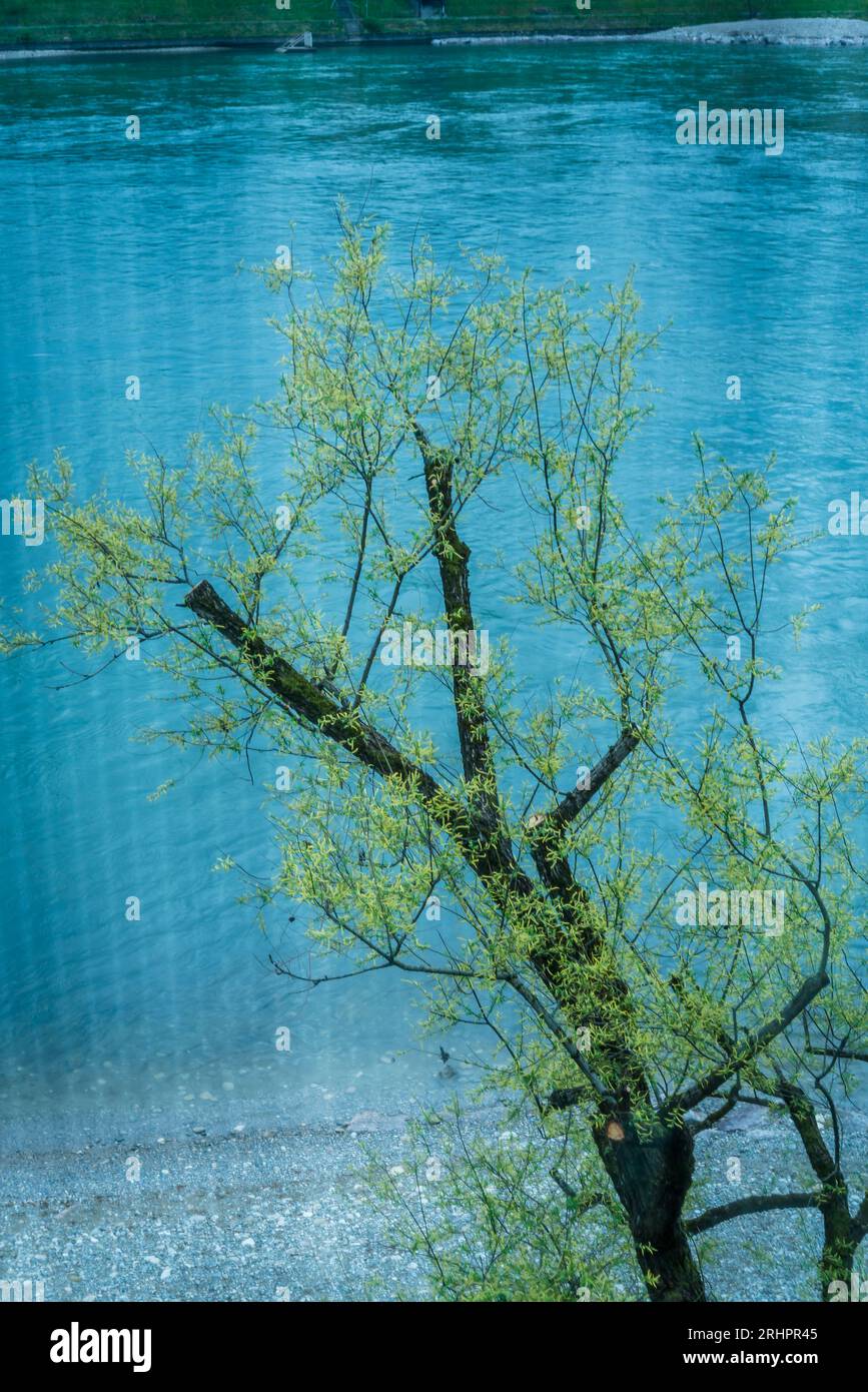 Tree and river Stock Photo - Alamy